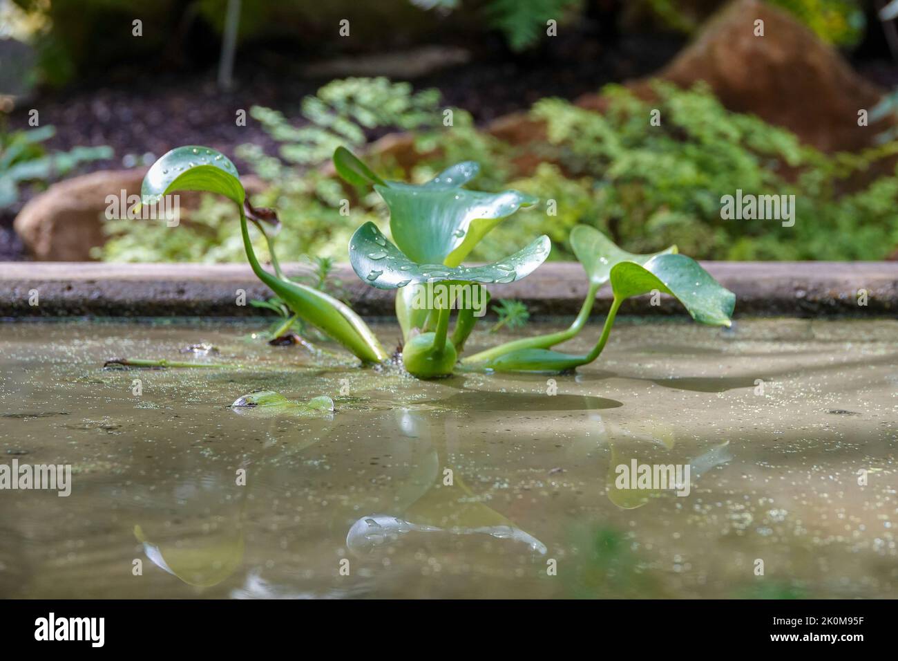 Closeup of a Eichhornia crassipes Stock Photo - Alamy