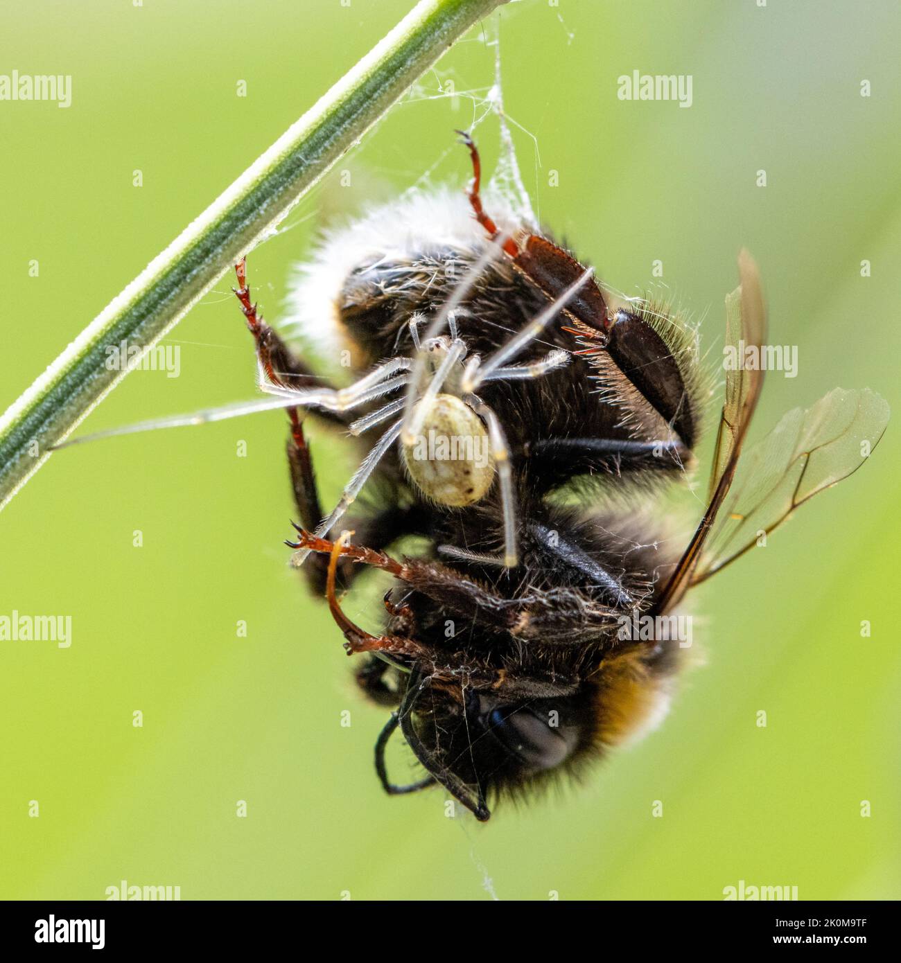 Comb-footed spider (Enoplognatha) feeding on a dead bumblebee trapped ...