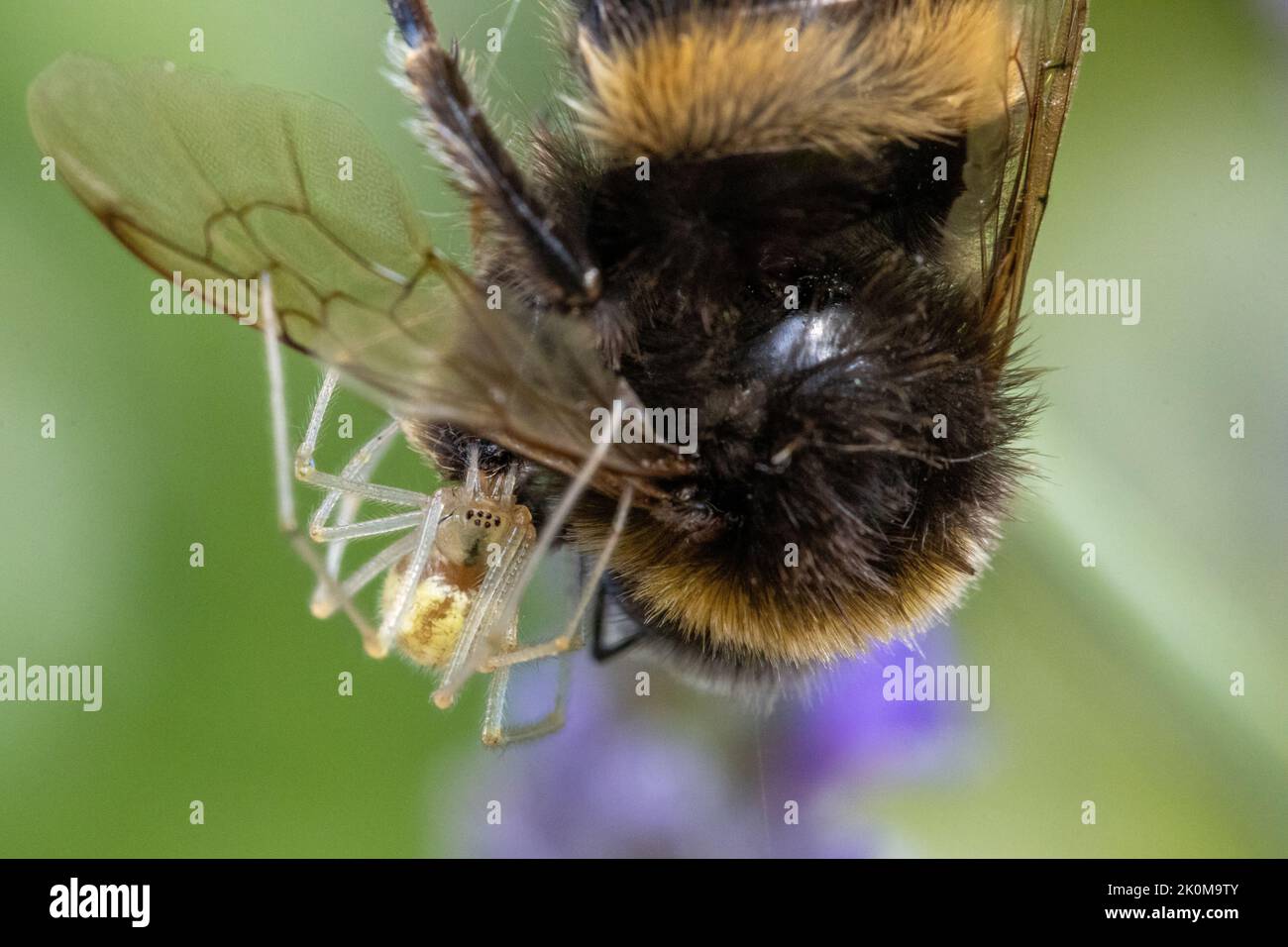 Comb-footed spider (Enoplognatha) feeding on a dead bumblebee trapped ...