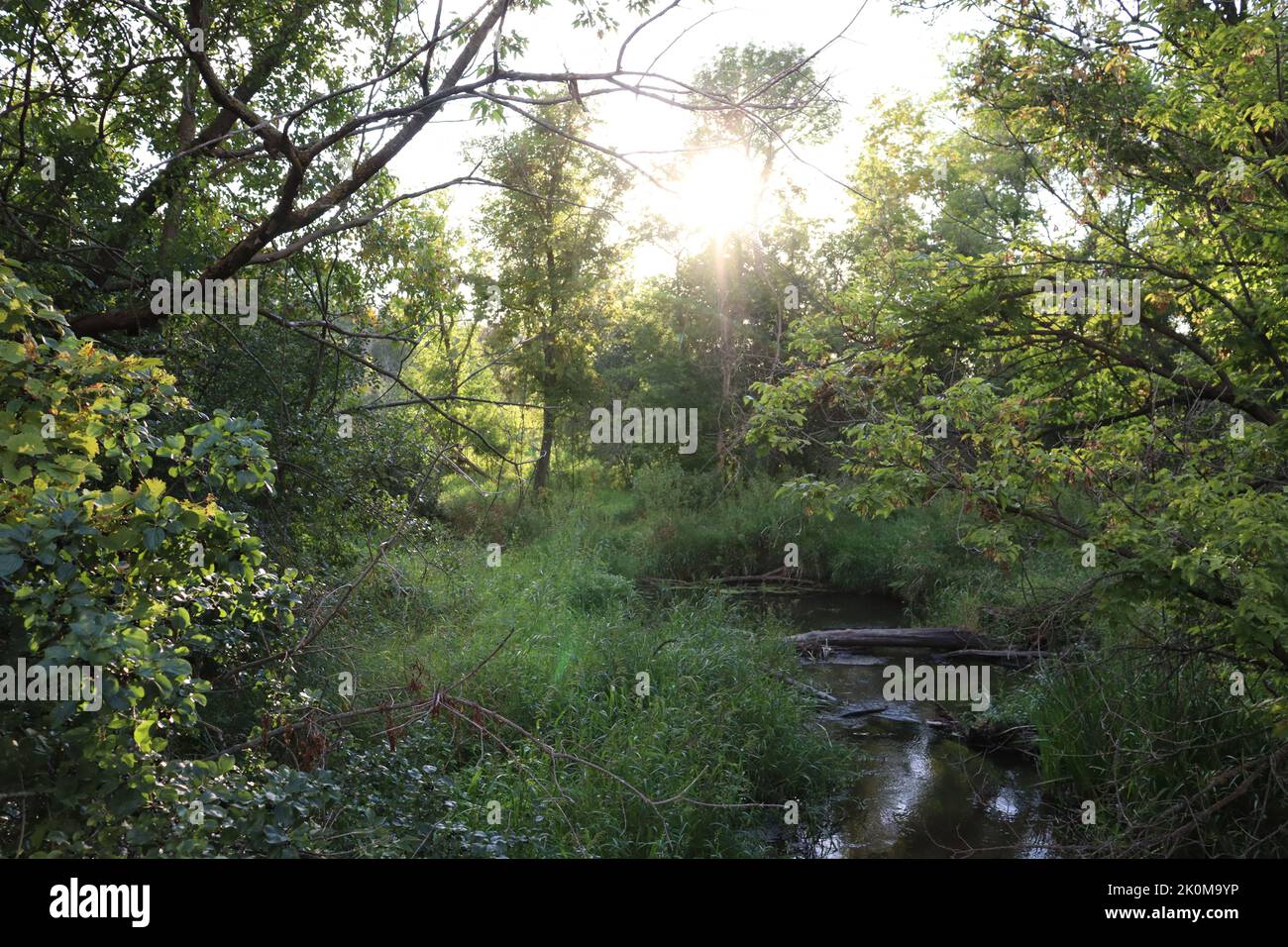 A small river flowing through a forest Stock Photo - Alamy