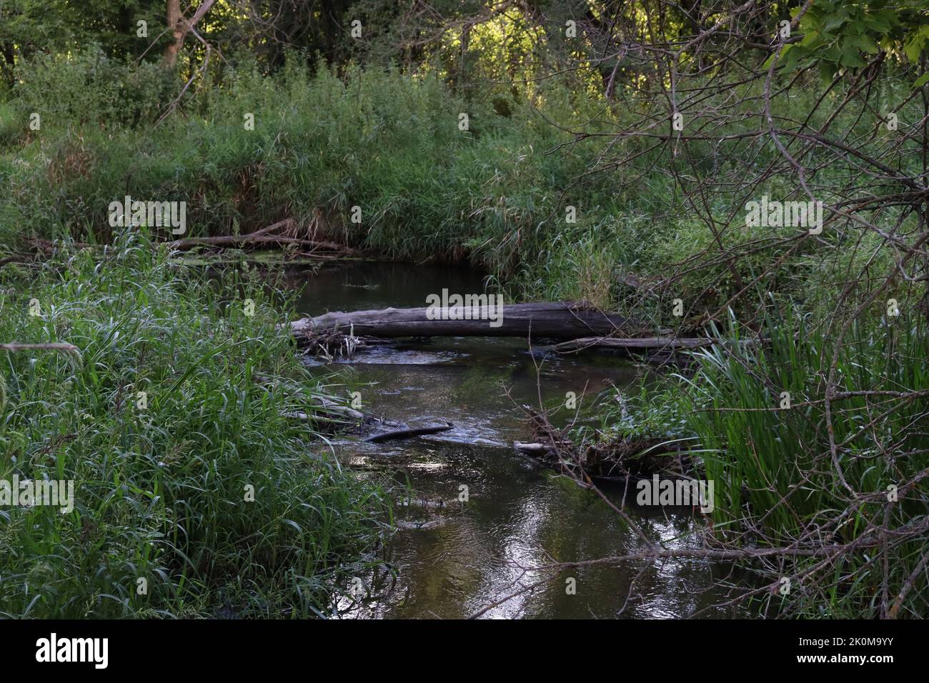A small river flowing through a forest Stock Photo - Alamy