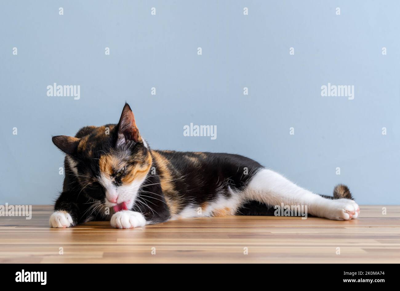 Clean herself hi-res stock photography and images - Alamy