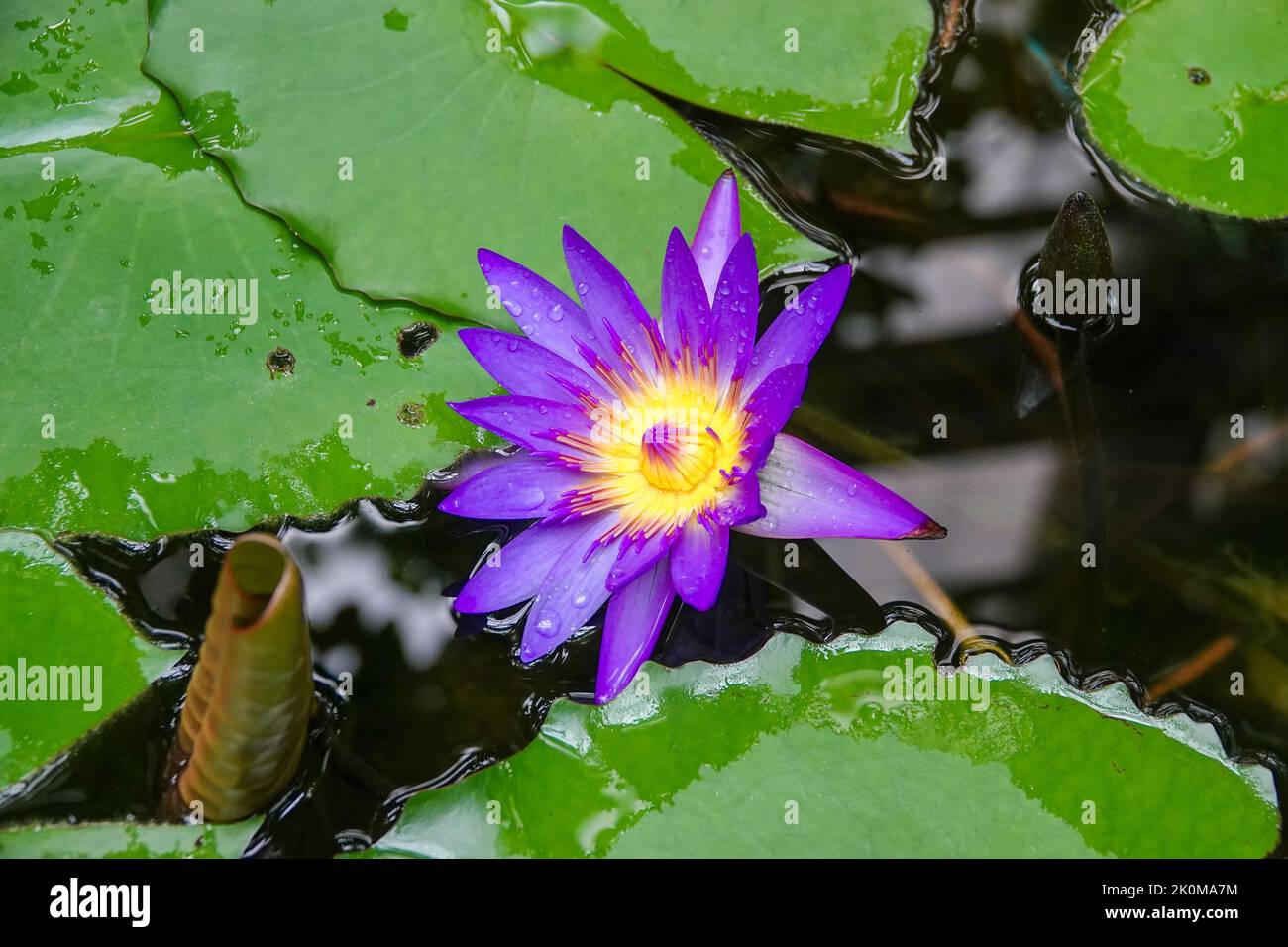 The colorful flower of a Nymphaeaceae water lily Stock Photo - Alamy