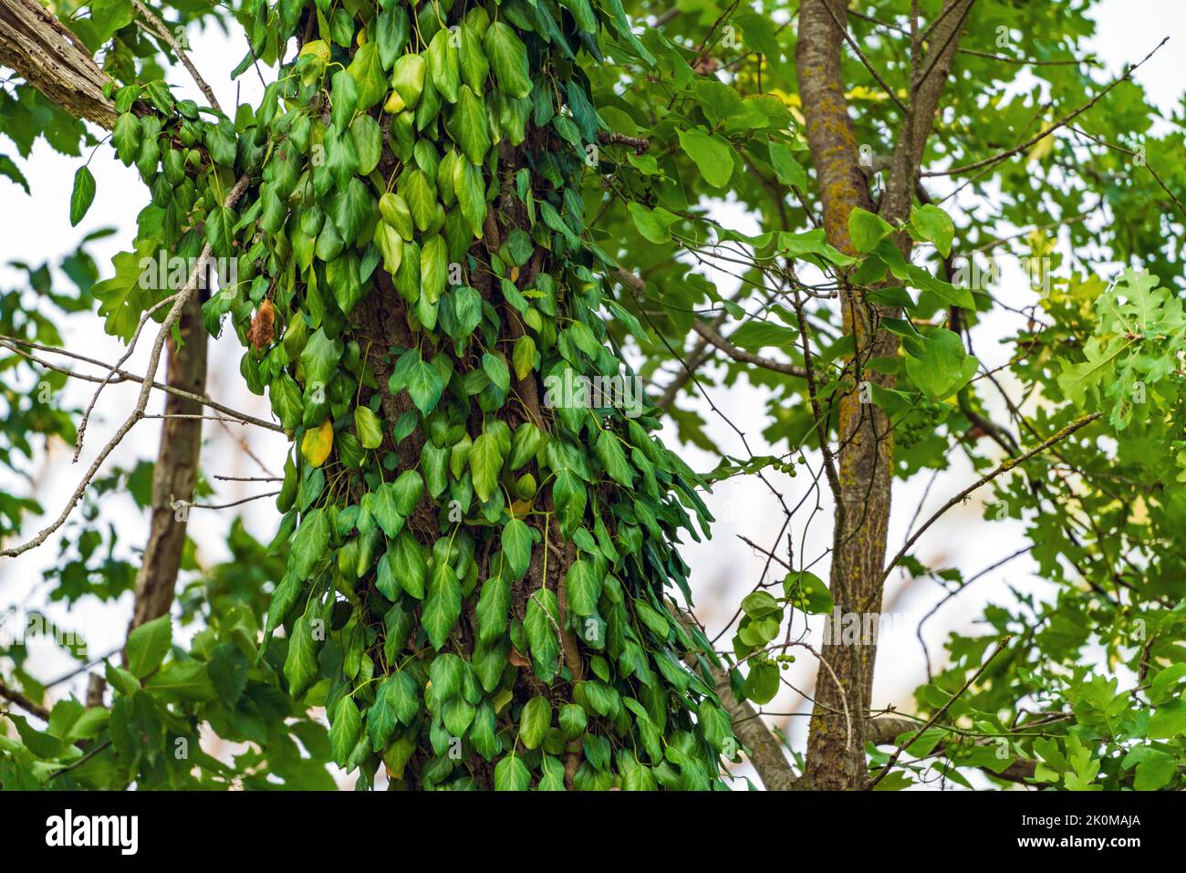 Deciduous forest entwined ivy hi-res stock photography and images - Alamy