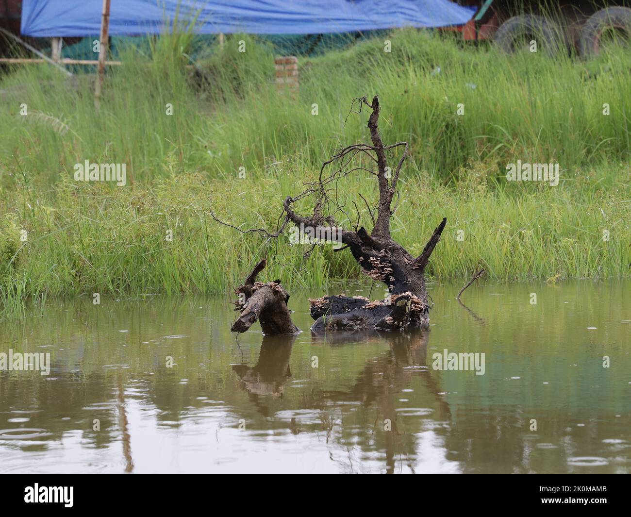 A broken part of the tree in a muddy river Stock Photo - Alamy