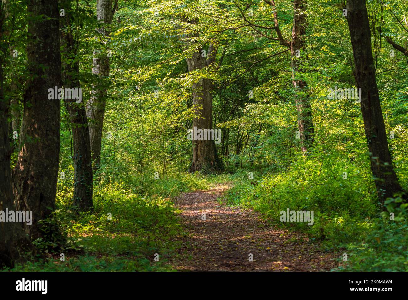 Path in the green dense summer forest Stock Photo - Alamy