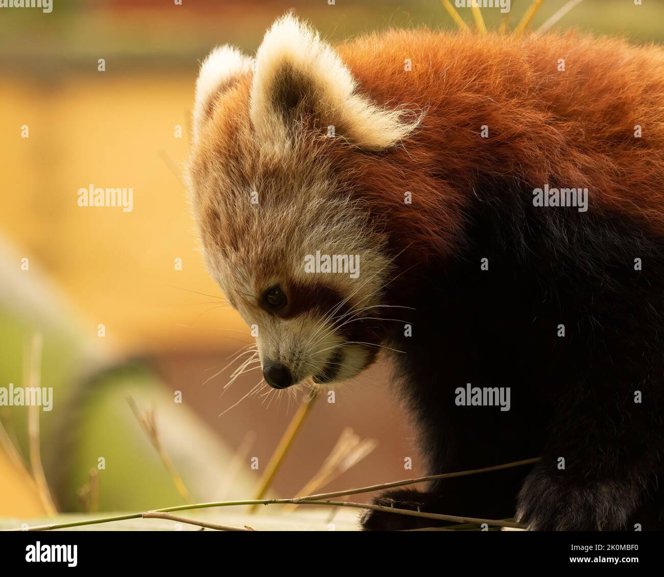 Red panda head shot hi-res stock photography and images - Alamy