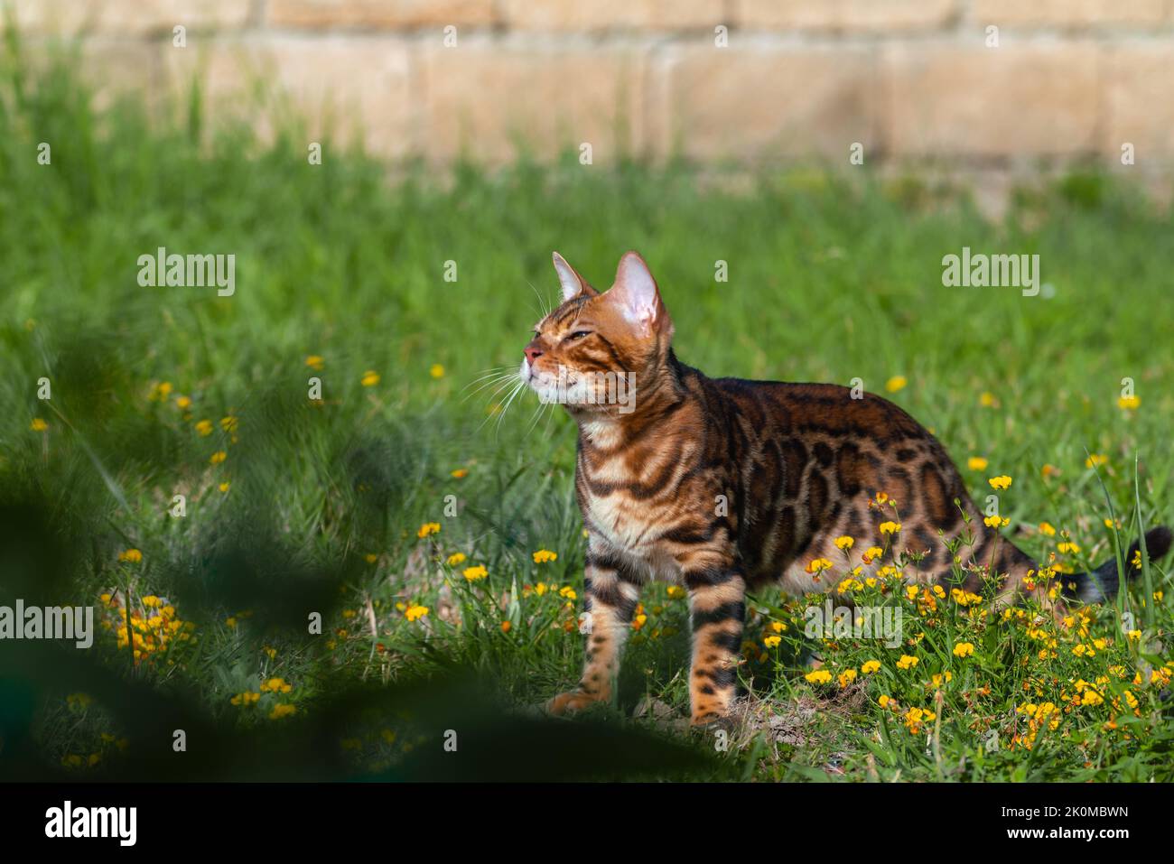 Beautiful young bengal cat in the garden Stock Photo - Alamy