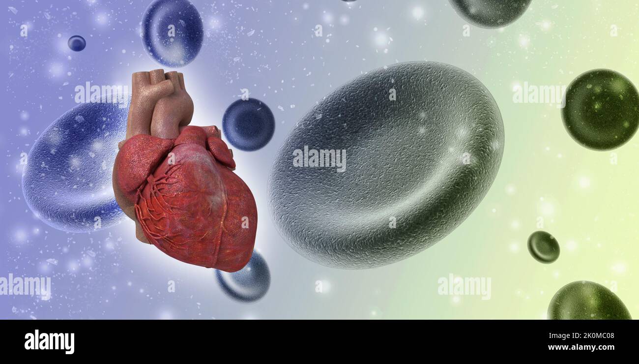 3d illustration Anatomy of Human Heart Stock Photo - Alamy