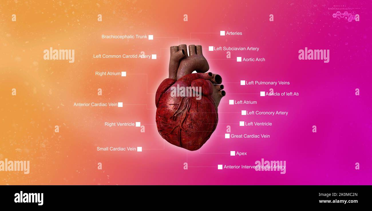 3d illustration Anatomy of Human Heart Stock Photo - Alamy