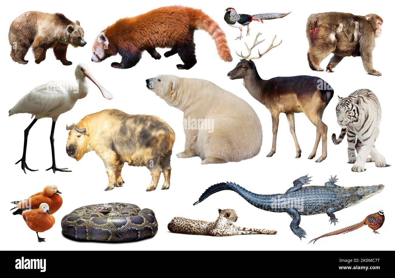 Monitor lizard isolated Cut Out Stock Images & Pictures - Alamy