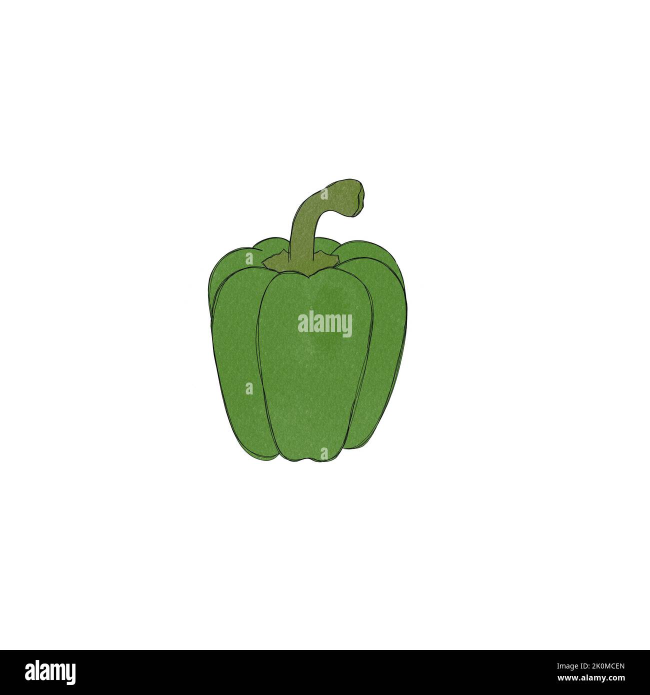 Capsicum Drawing