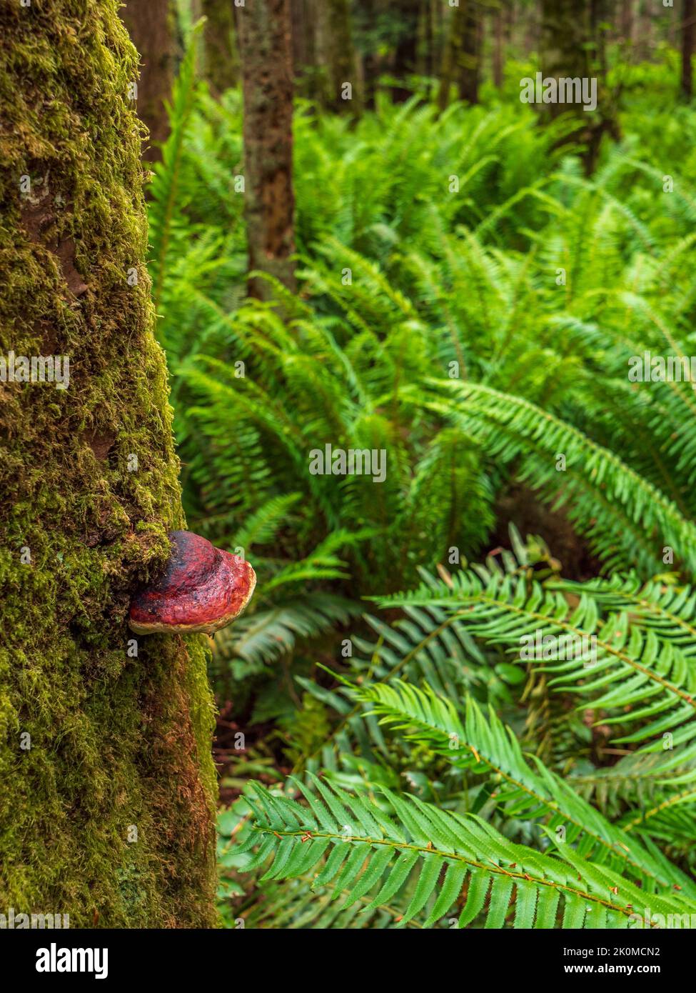 A Red-belted Conk (Fomitopsis mounceae) growing on a moss-covered tree ...