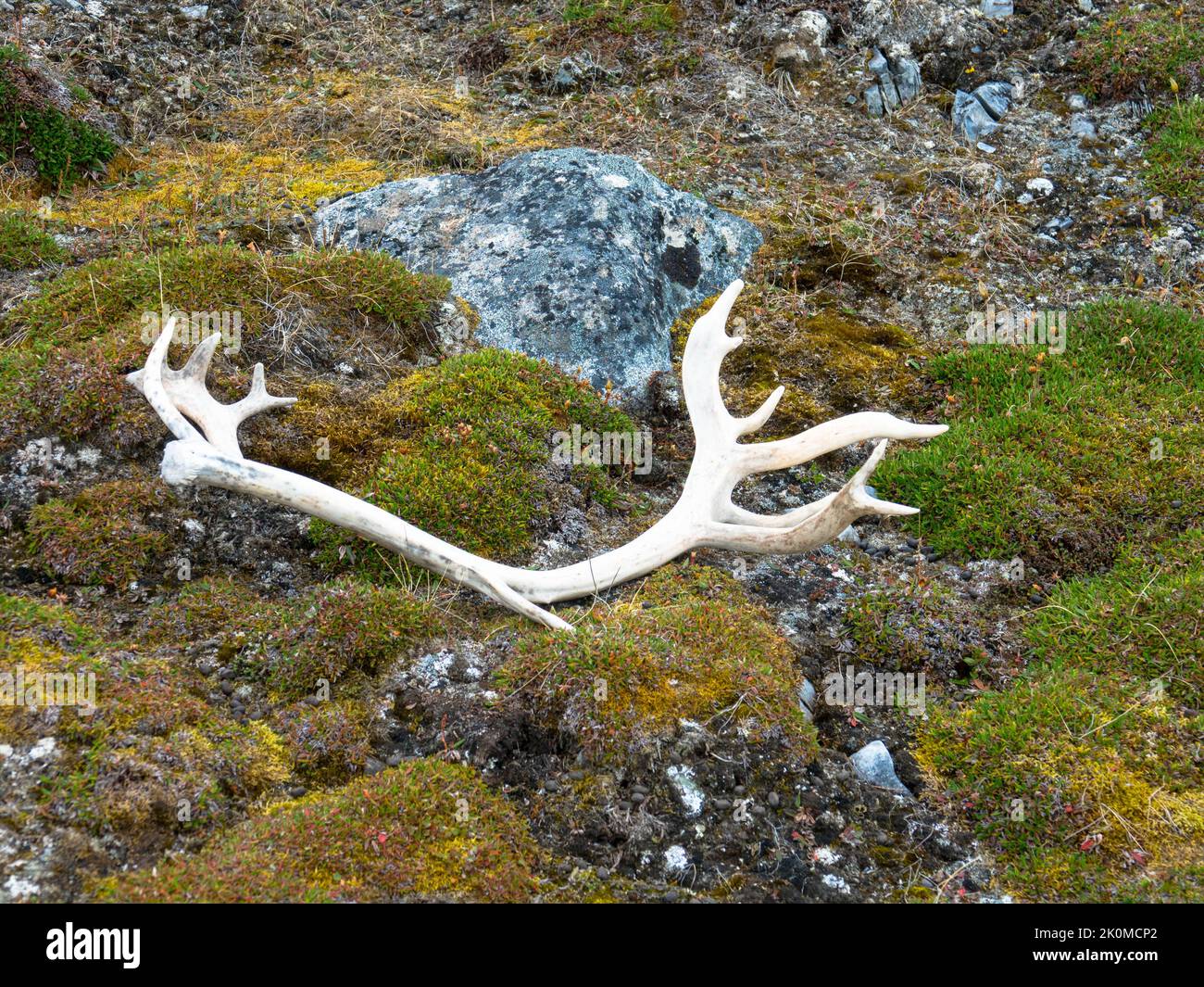 White sun bleached reindeer antlers seen at arctic landscape on ...