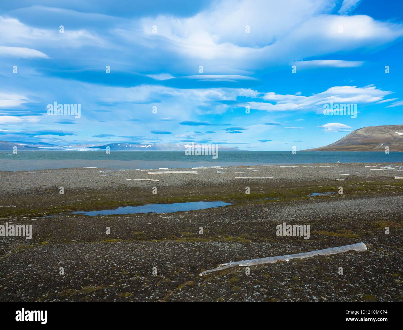 The old bleached driftwood lies on the sandy beach. Snowless arctic ...
