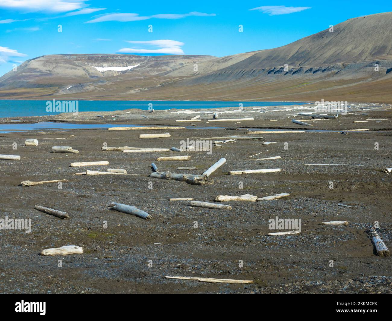 The old bleached driftwood is lying on the sandy beach. Snow free ...