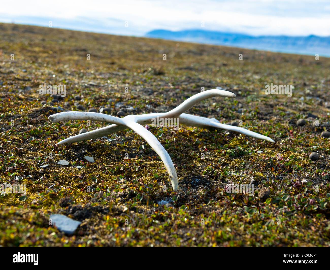 White sun bleached reindeer antlers seen at arctic landscape on ...
