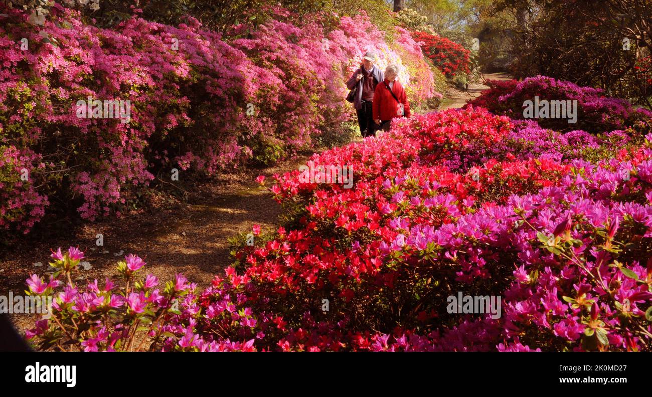RIGHT ON CUE FOR EASTER AZALEAS BURST INTO BLOOM IN A SPECTACULAR ...