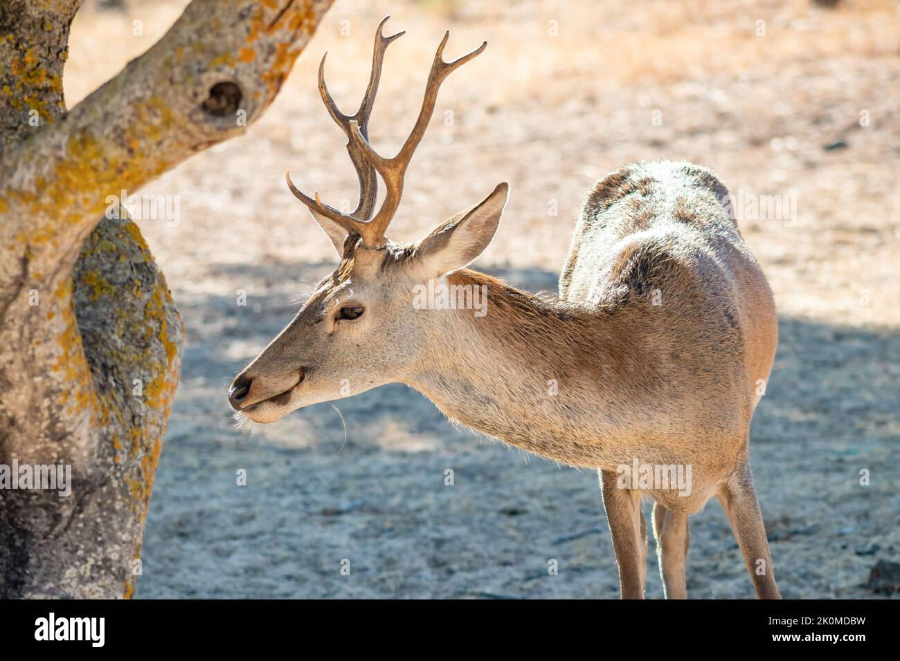 Mule deer young buck male hi-res stock photography and images - Alamy