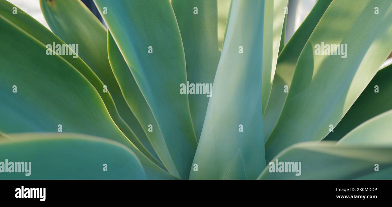 Cactus backdround, cacti design or cactaceae pattern Stock Photo - Alamy