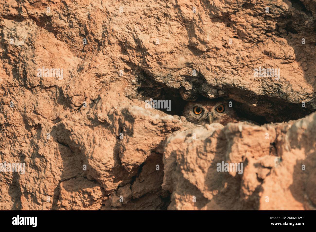 Owl inside a tree hi-res stock photography and images - Alamy