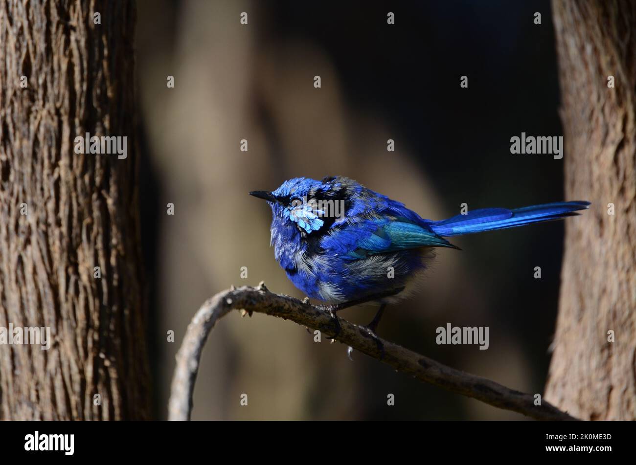 Male Splendid Fairywren (Malarus splendens) in Eclipse Plumage Stock ...
