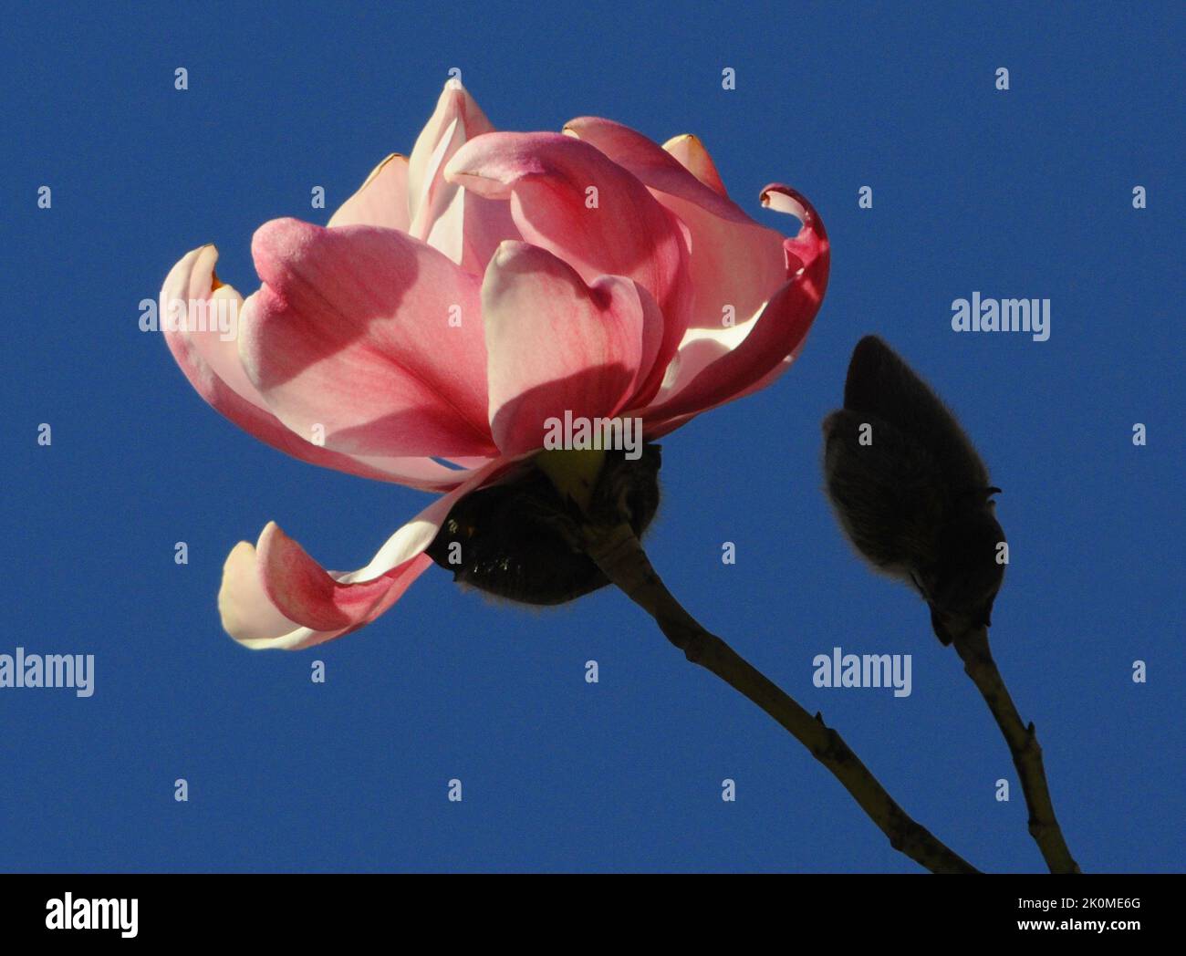 A MAGNOLIA IN THE SUNSHINE AT HILLIER GARDENS, NEAR ROMSEY , HAMPSHIRE ...