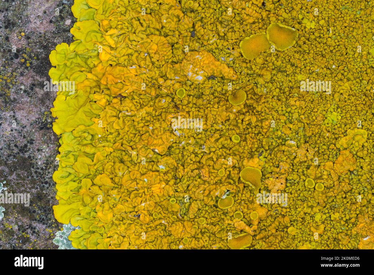 Kalk-Gelbflechte, Runzelige Wandflechte, Gelbflechte, auf einer Mauer ...