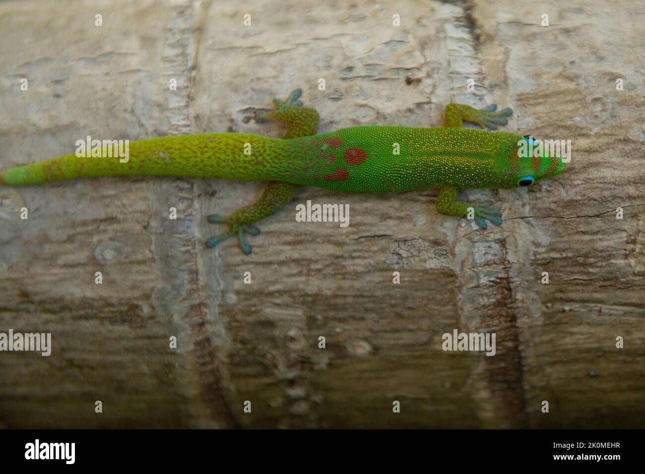 Gecko top view hi-res stock photography and images - Alamy