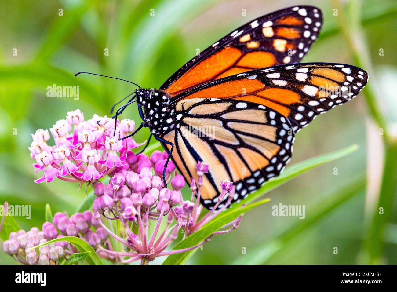 A closeup of a butterfly collecting nectar from pink flowers Stock ...
