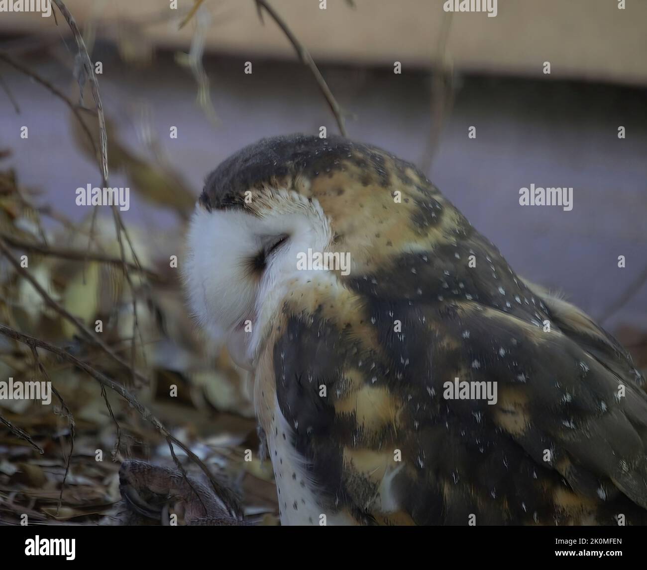 Eastern Grass Owl (Tyto longimembris) on ground Stock Photo - Alamy