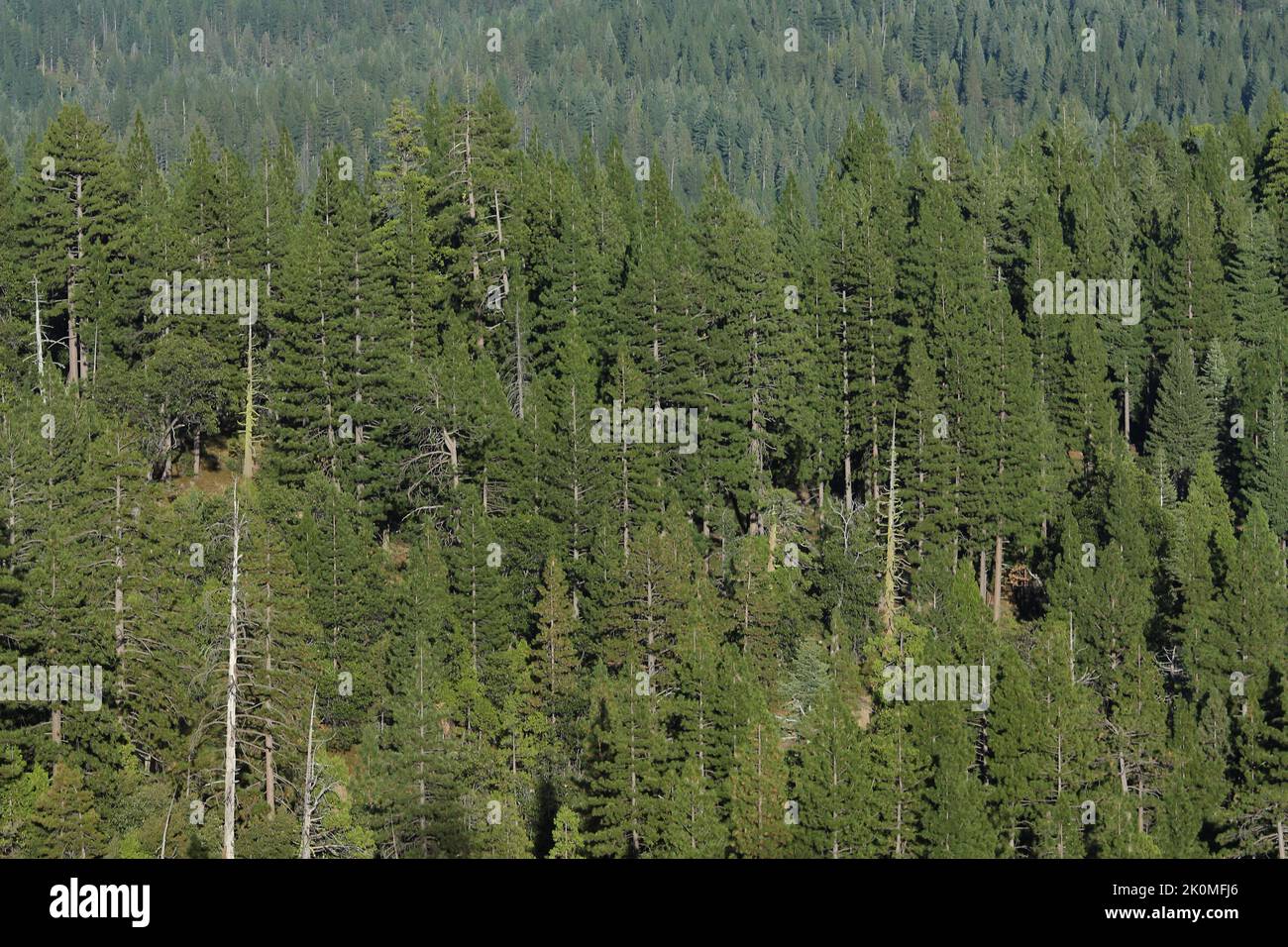 Stanislaus national forest hi-res stock photography and images - Alamy