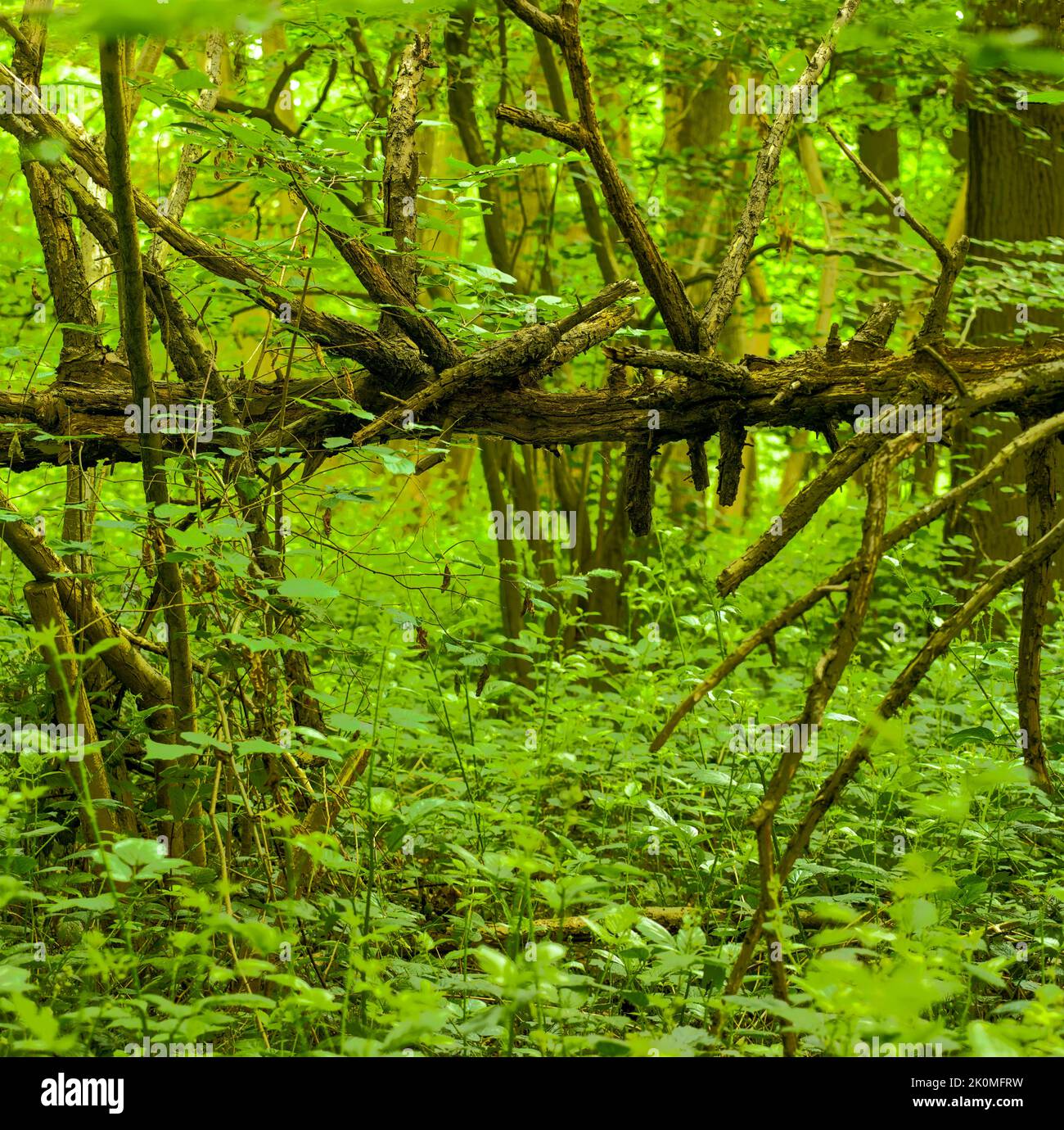 Natures chaos. Natural woodland patterns and textures formed by ...