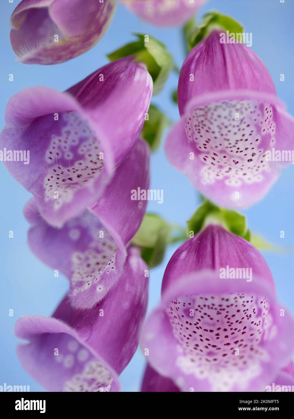 Striking natural close-up environmental flower poster portrait of ...