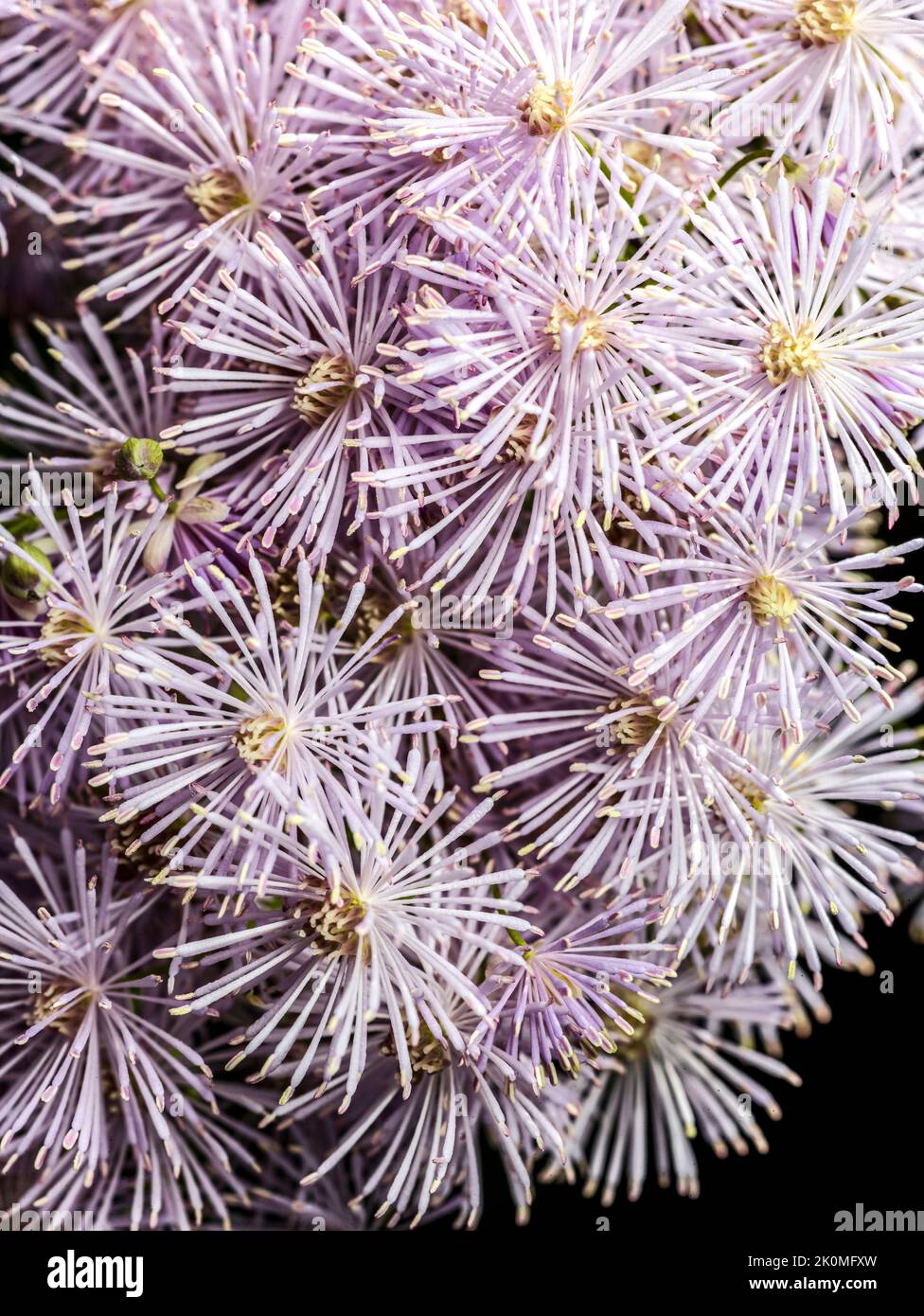 Stunningly beautiful Thalictrum aquilegiifolium, French meadow rue ...