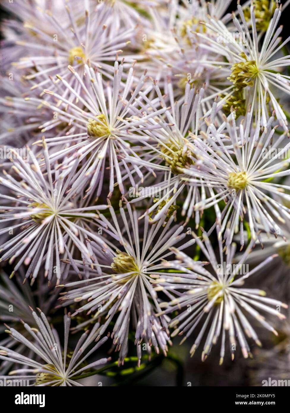 Stunningly beautiful Thalictrum aquilegiifolium, French meadow rue ...