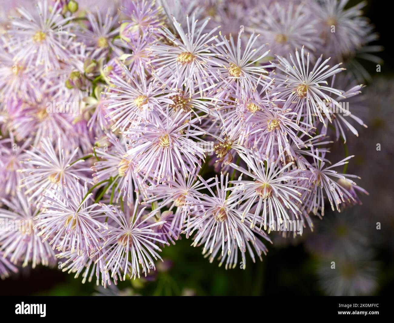 Stunningly beautiful Thalictrum aquilegiifolium, French meadow rue ...