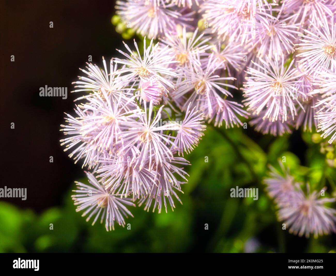 Stunningly beautiful Thalictrum aquilegiifolium, French meadow rue ...