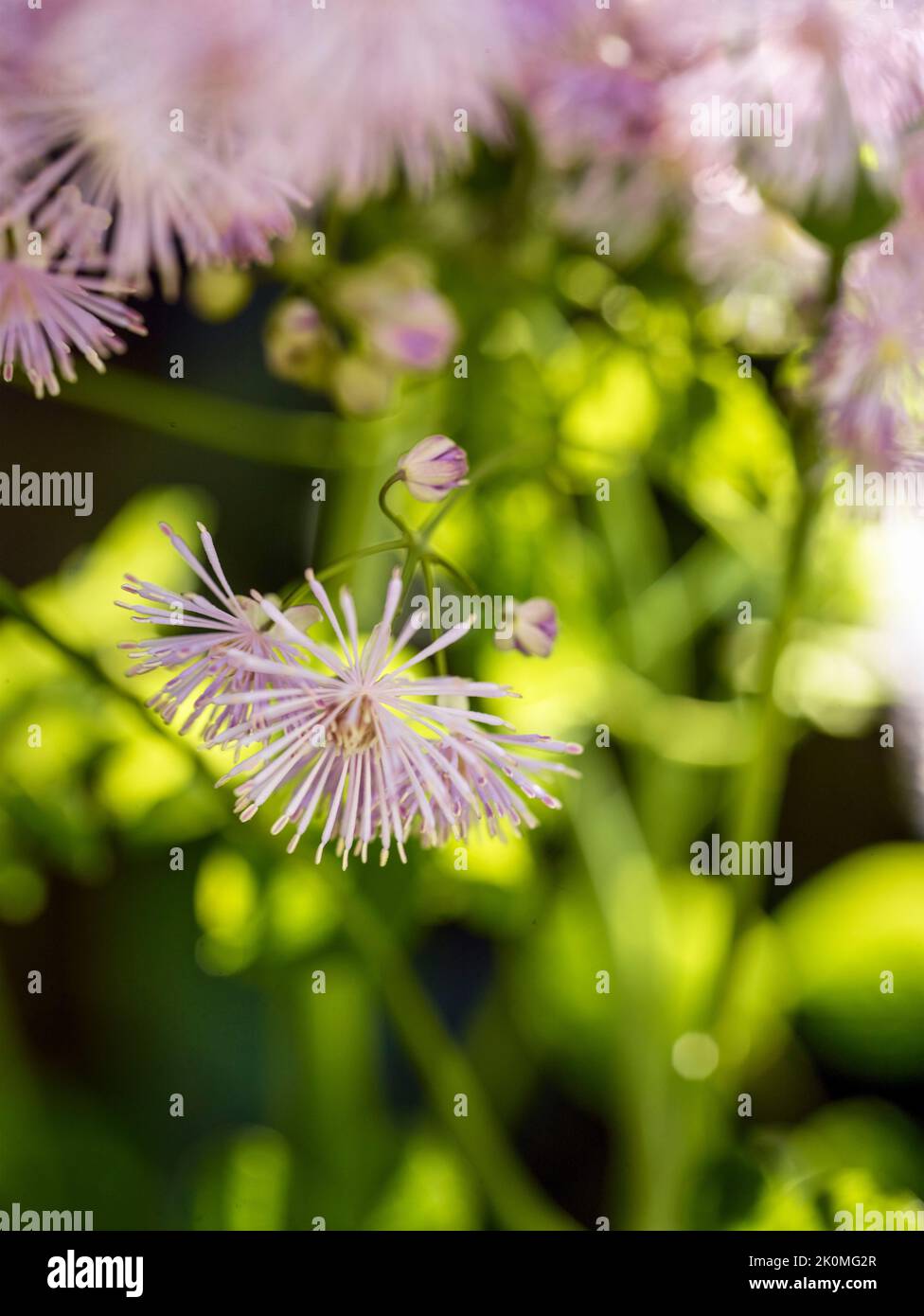 Stunningly beautiful Thalictrum aquilegiifolium, French meadow rue ...