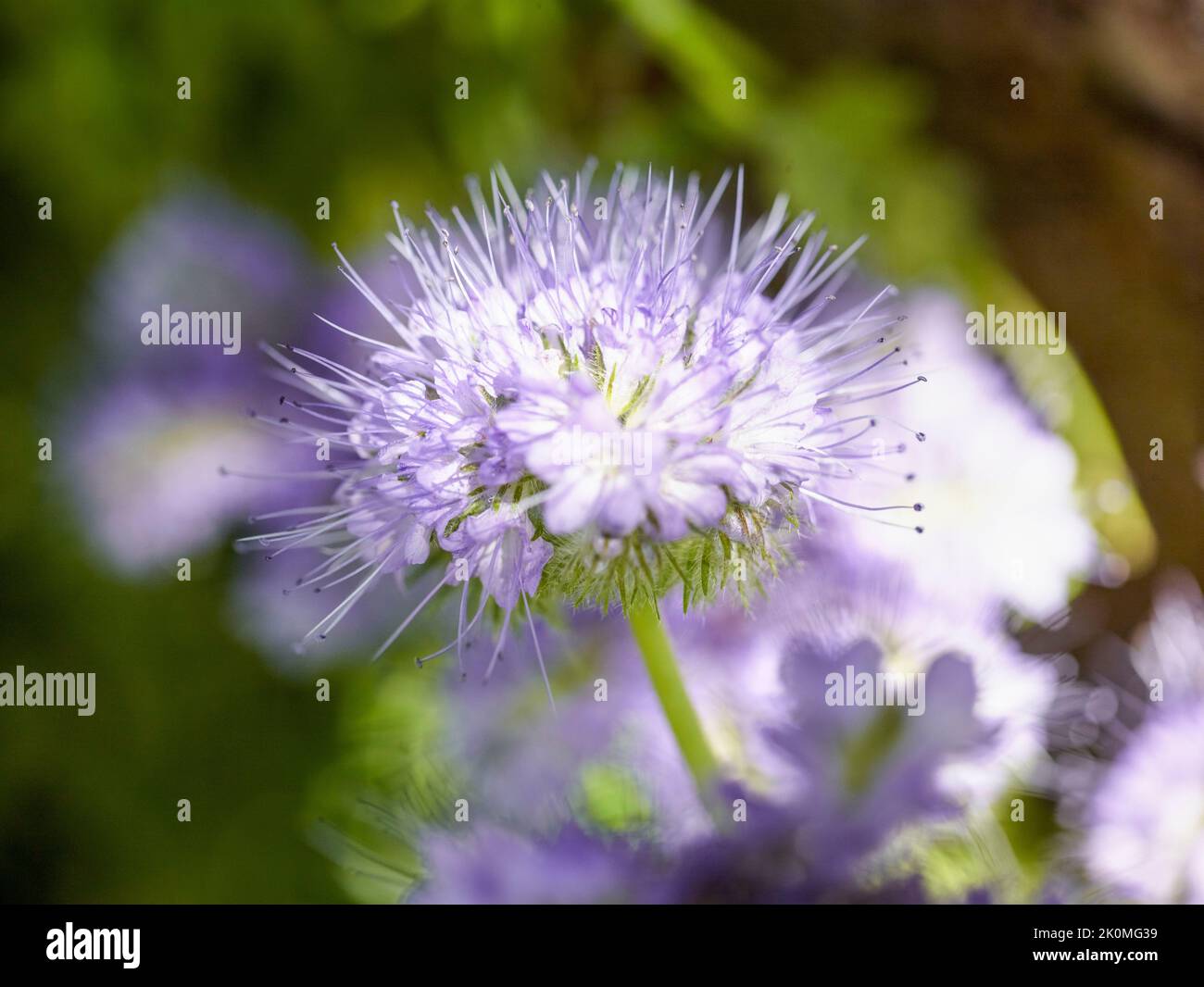 Pretty useful Phacelia Tanacetifolia flowering in bright sunshine ...