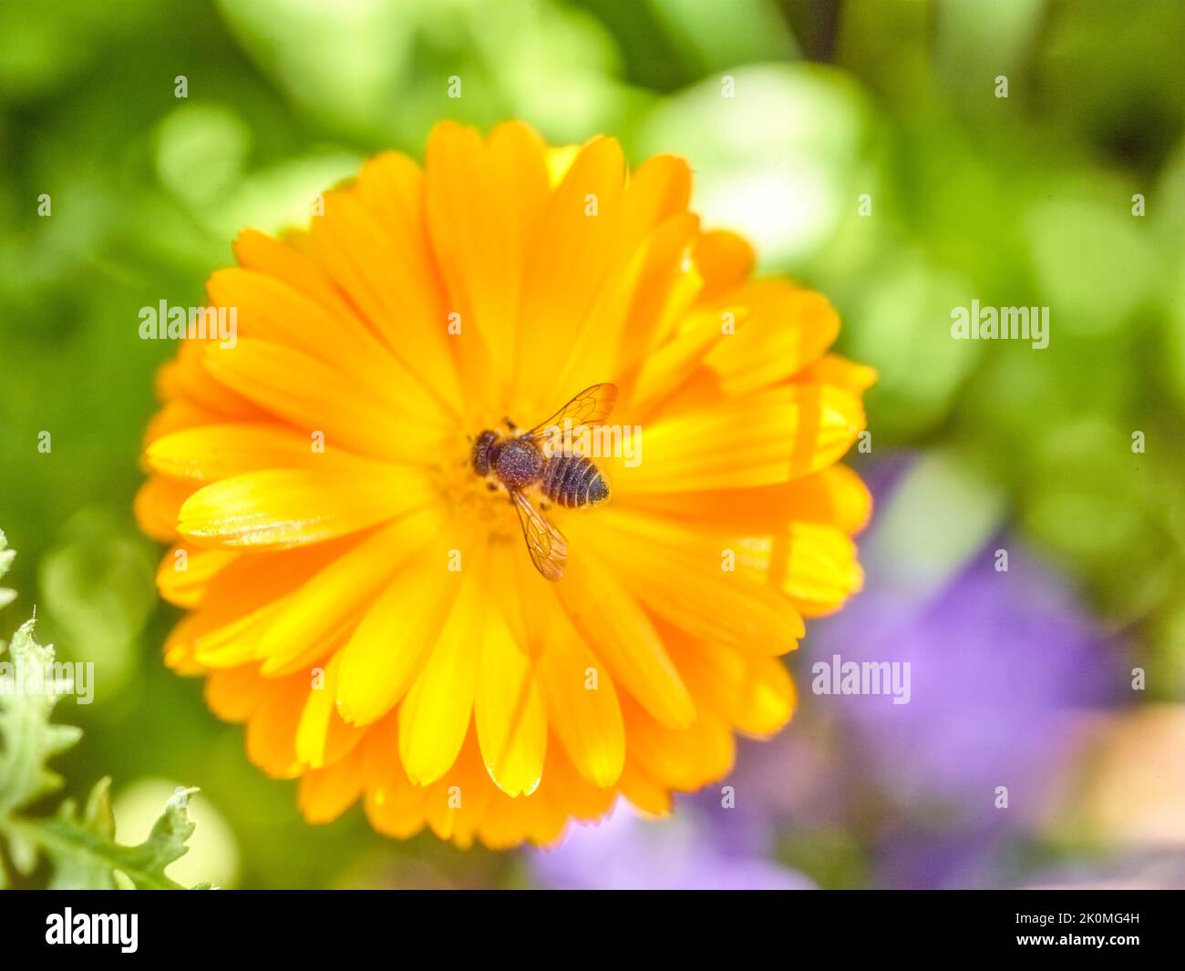 Perfectly symmetrical Calendula officinalis (Pot Marigold) flower ...