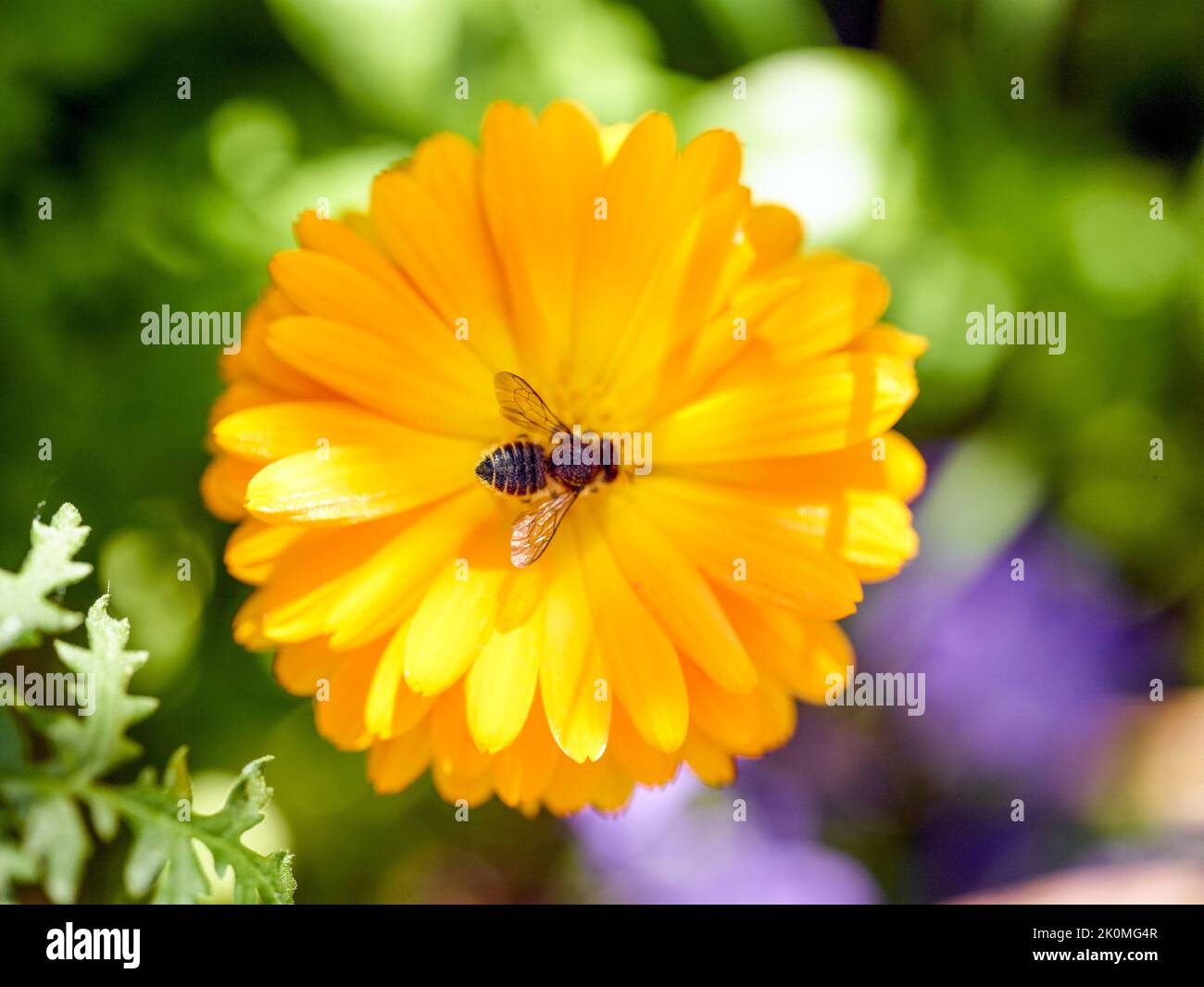 Perfectly symmetrical Calendula officinalis (Pot Marigold) flower ...