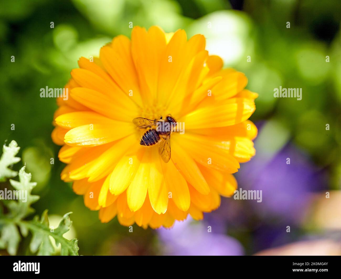 Perfectly symmetrical Calendula officinalis (Pot Marigold) flower ...