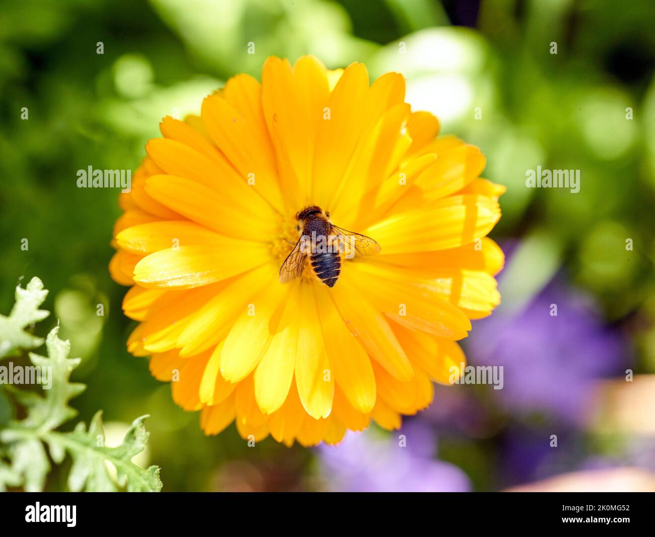 Perfectly symmetrical Calendula officinalis (Pot Marigold) flower ...
