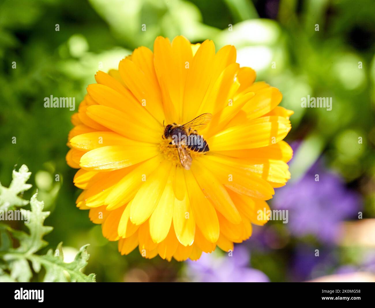 Perfectly symmetrical Calendula officinalis (Pot Marigold) flower ...