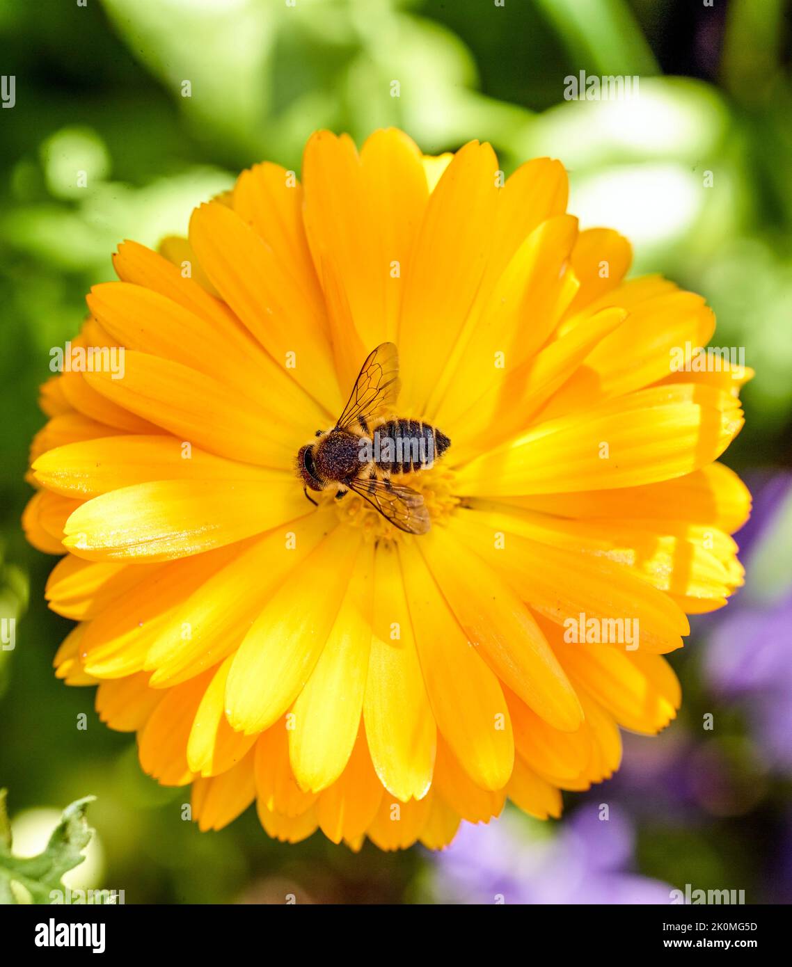 Perfectly symmetrical Calendula officinalis (Pot Marigold) flower ...