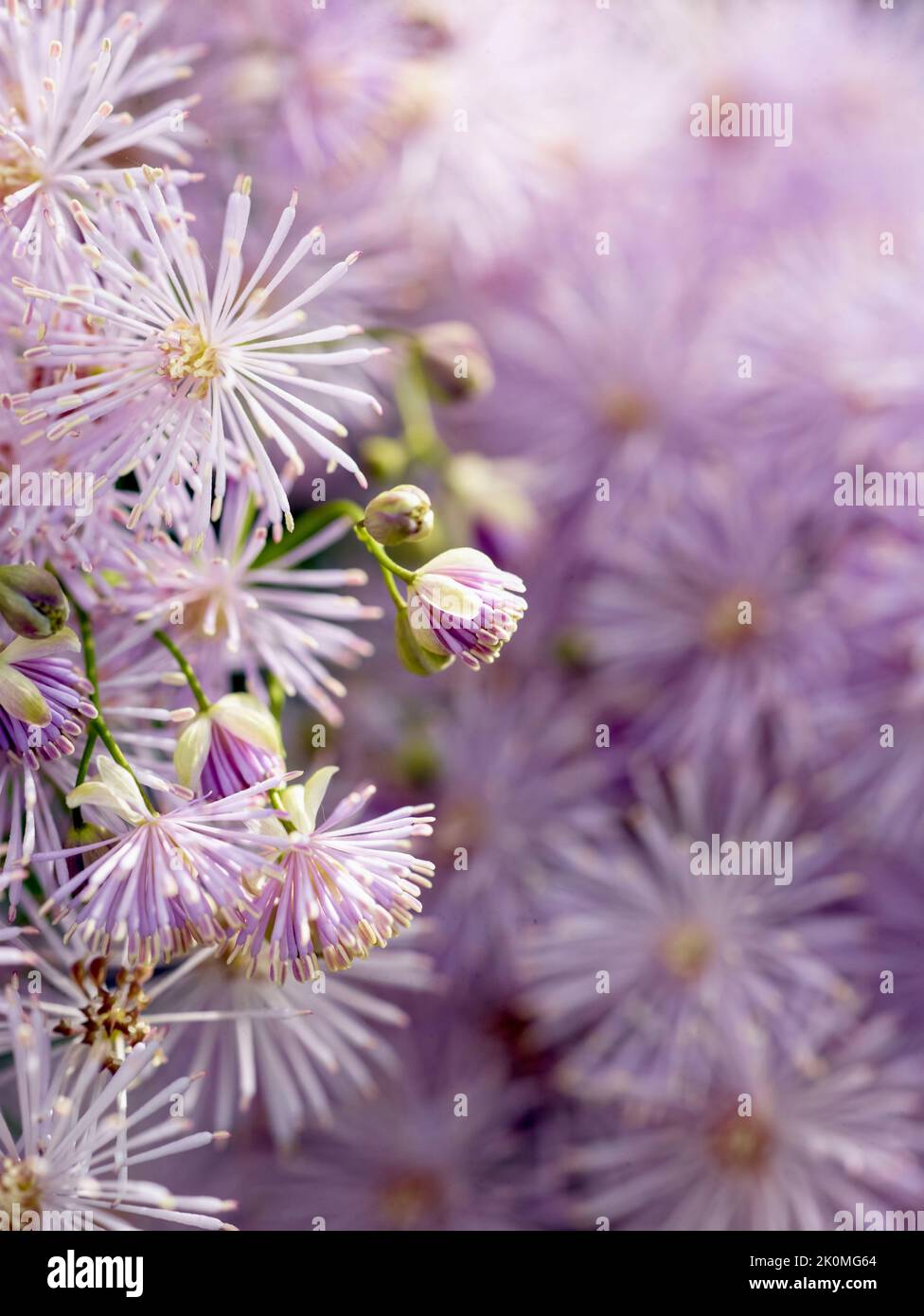 Stunningly beautiful Thalictrum aquilegiifolium, French meadow rue ...