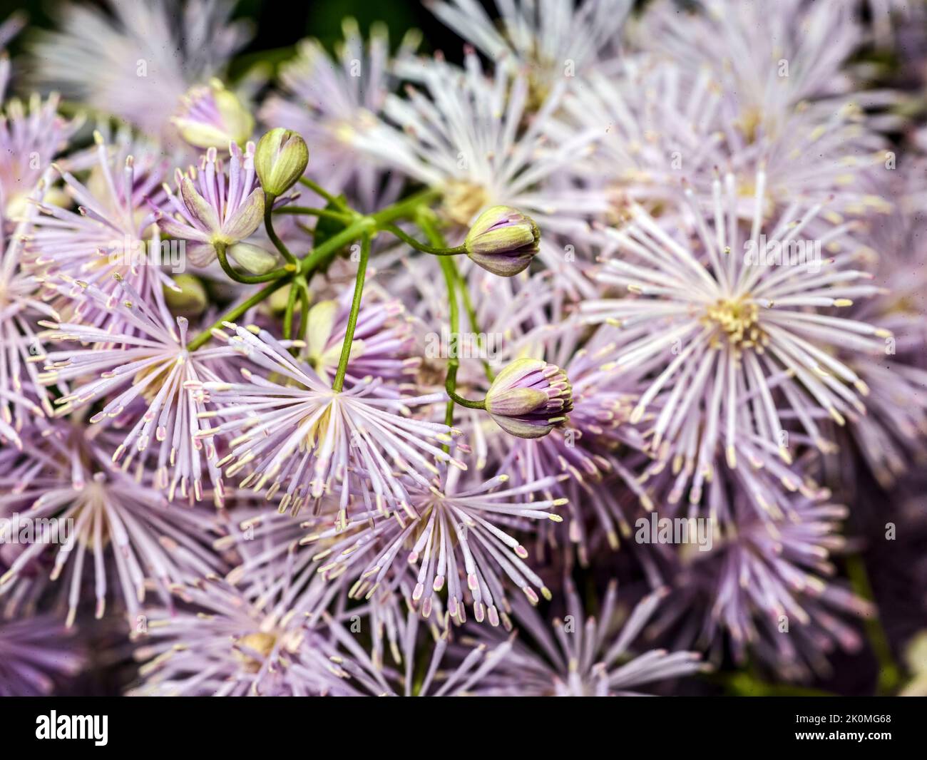 Stunningly beautiful Thalictrum aquilegiifolium, French meadow rue ...