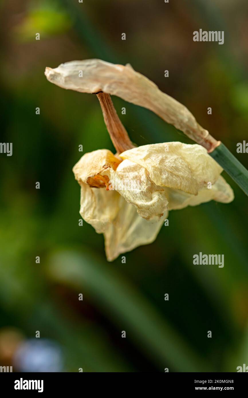 Fading Daffodil bloom as a natural structural plant still-life Stock ...
