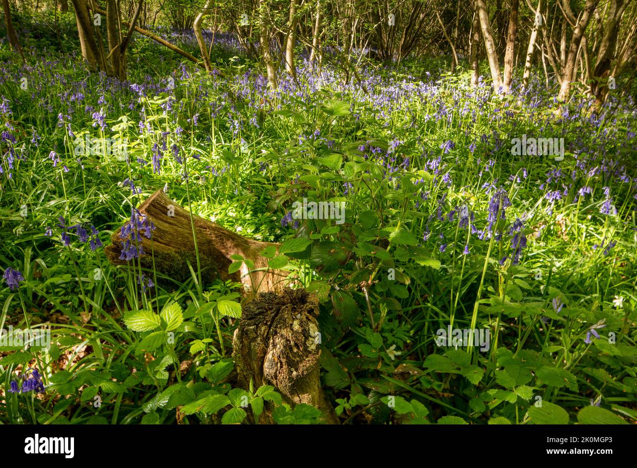 Natural environmental portrait of common Bluebells in an English ...